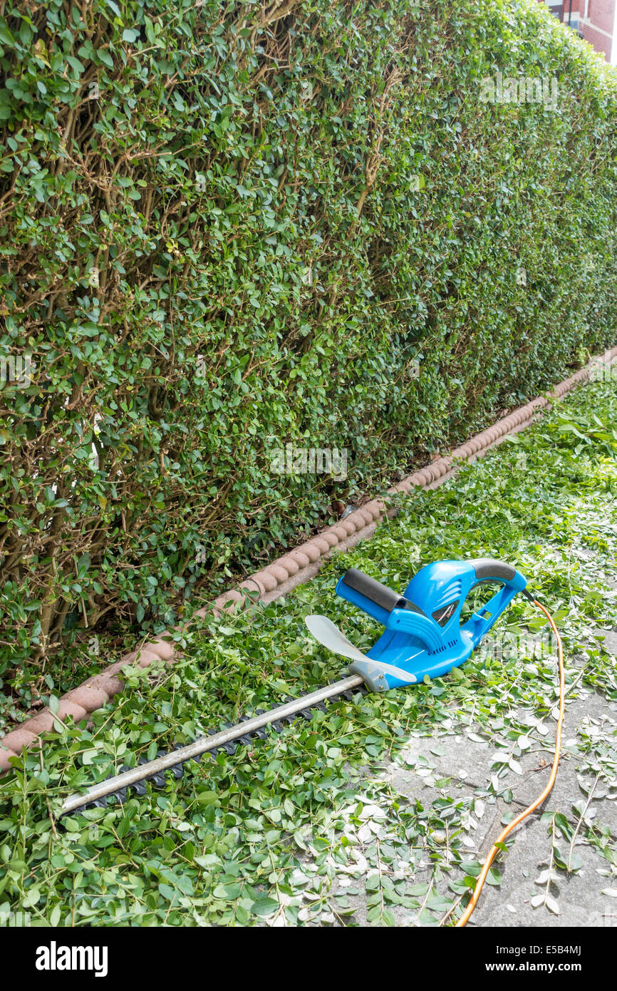 Hedge trimmings below a newly trimmed privet hedge in an urban front ...