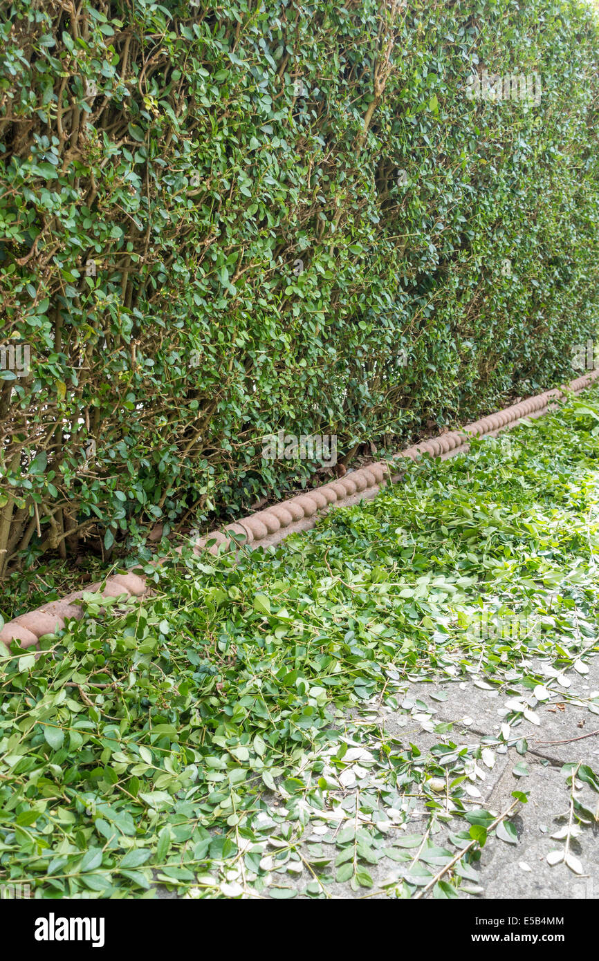 Hedge trimmings below a newly trimmed privet hedge in an urban front ...