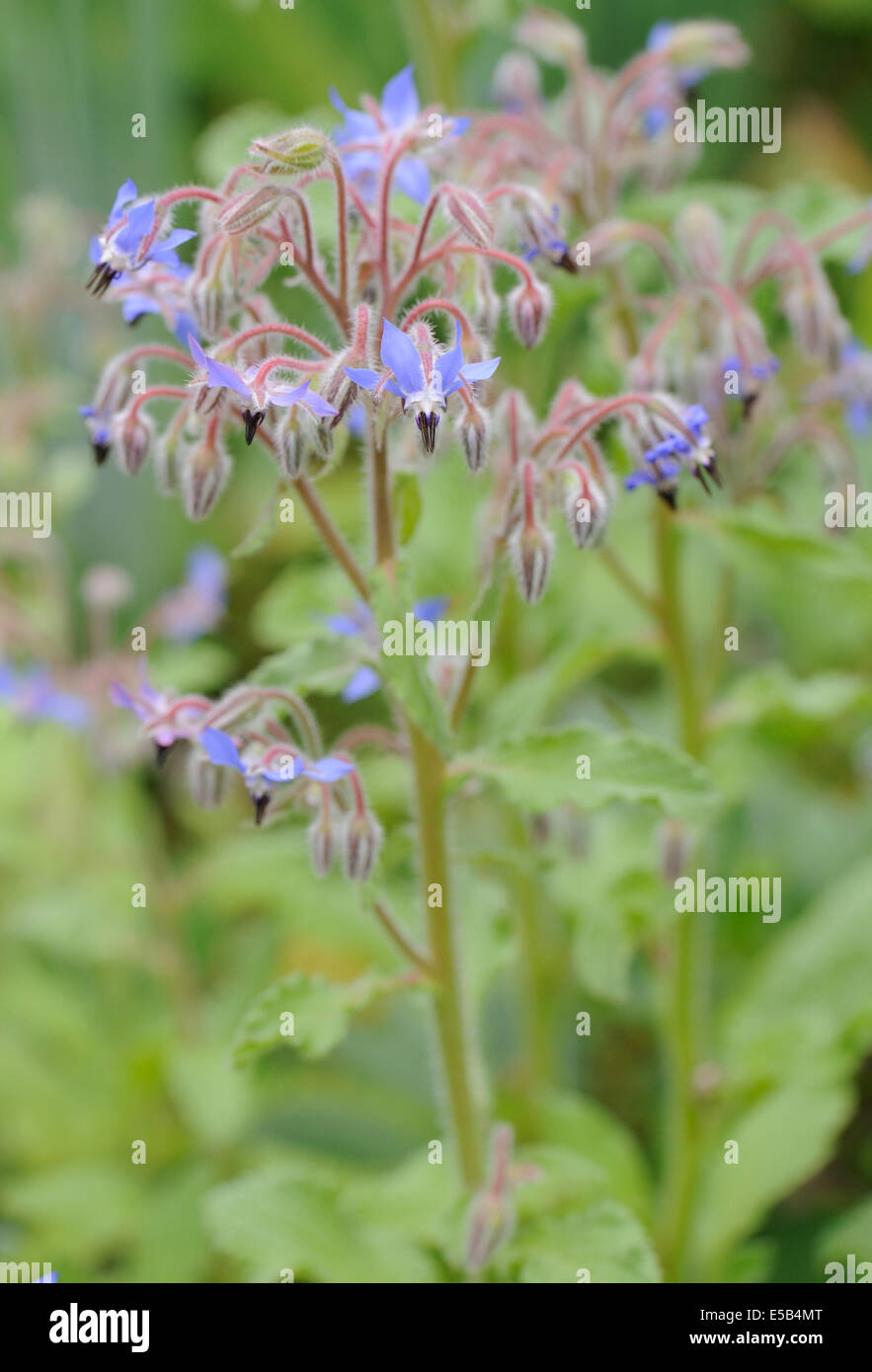 Blue flowers of Borage (Borago officinalis). Bedgebury Forest, Kent, UK ...