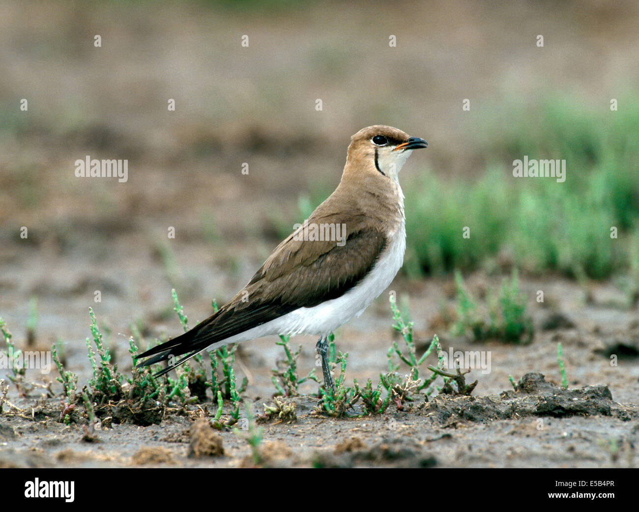 Black winged pratincole glareola nordmanni the be hi-res stock ...