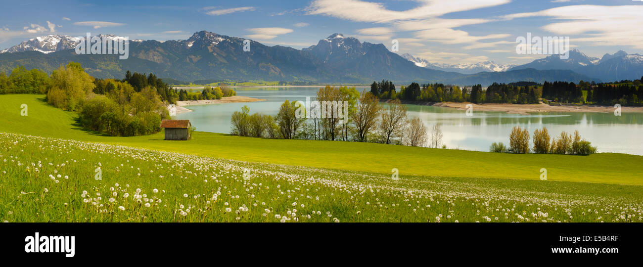 wide panorama landscape in Bavaria with lake Forggensee and alps ...