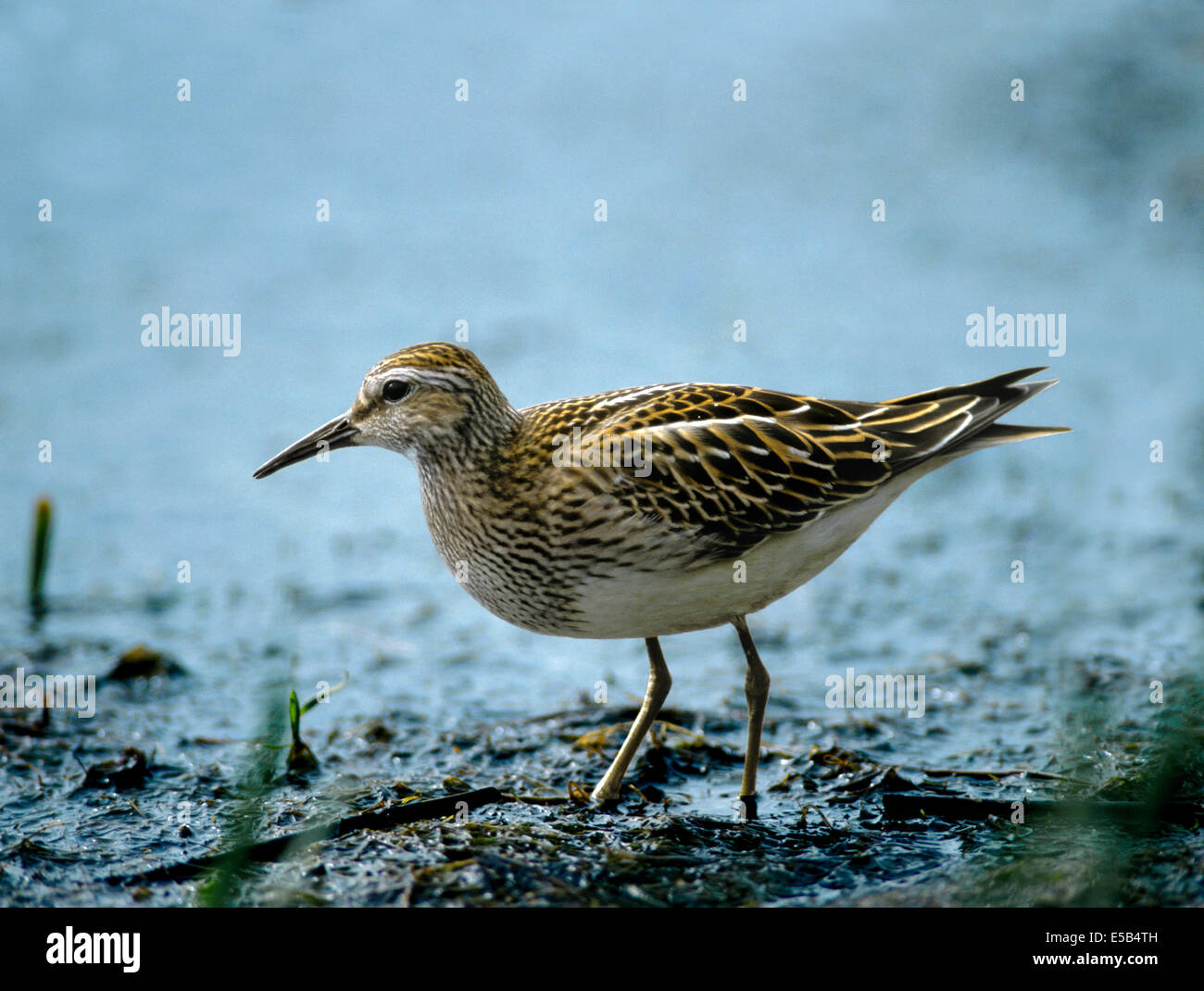 Pectoral Sandpiper High Resolution Stock Photography and Images - Alamy