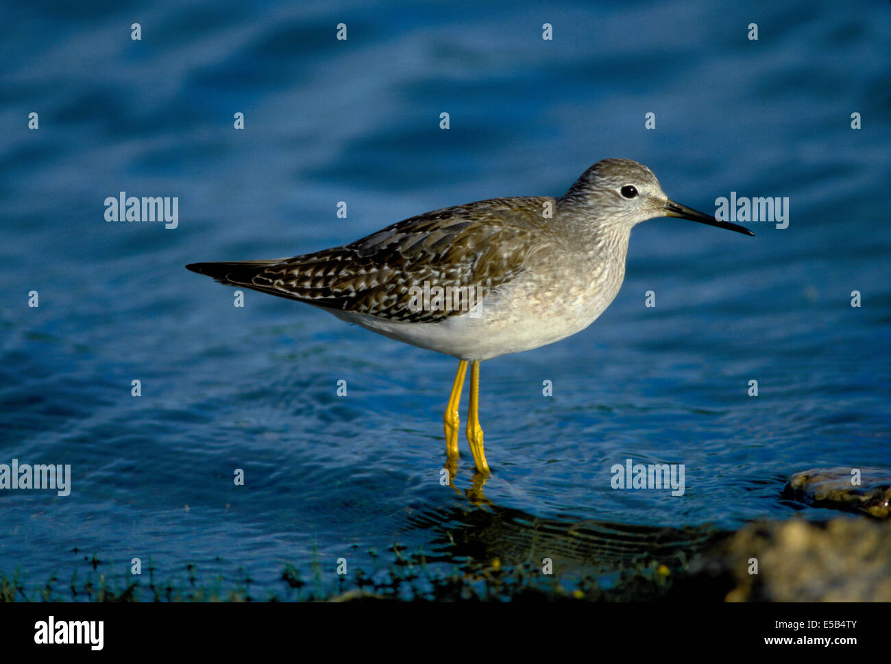 Lesser Yellowlegs - Tringa flavipes Stock Photo - Alamy