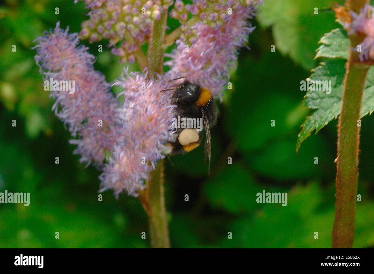 Buff-Tailed Bumble Bee (Bombus terrestris) On Astilbe Flowers Stock ...