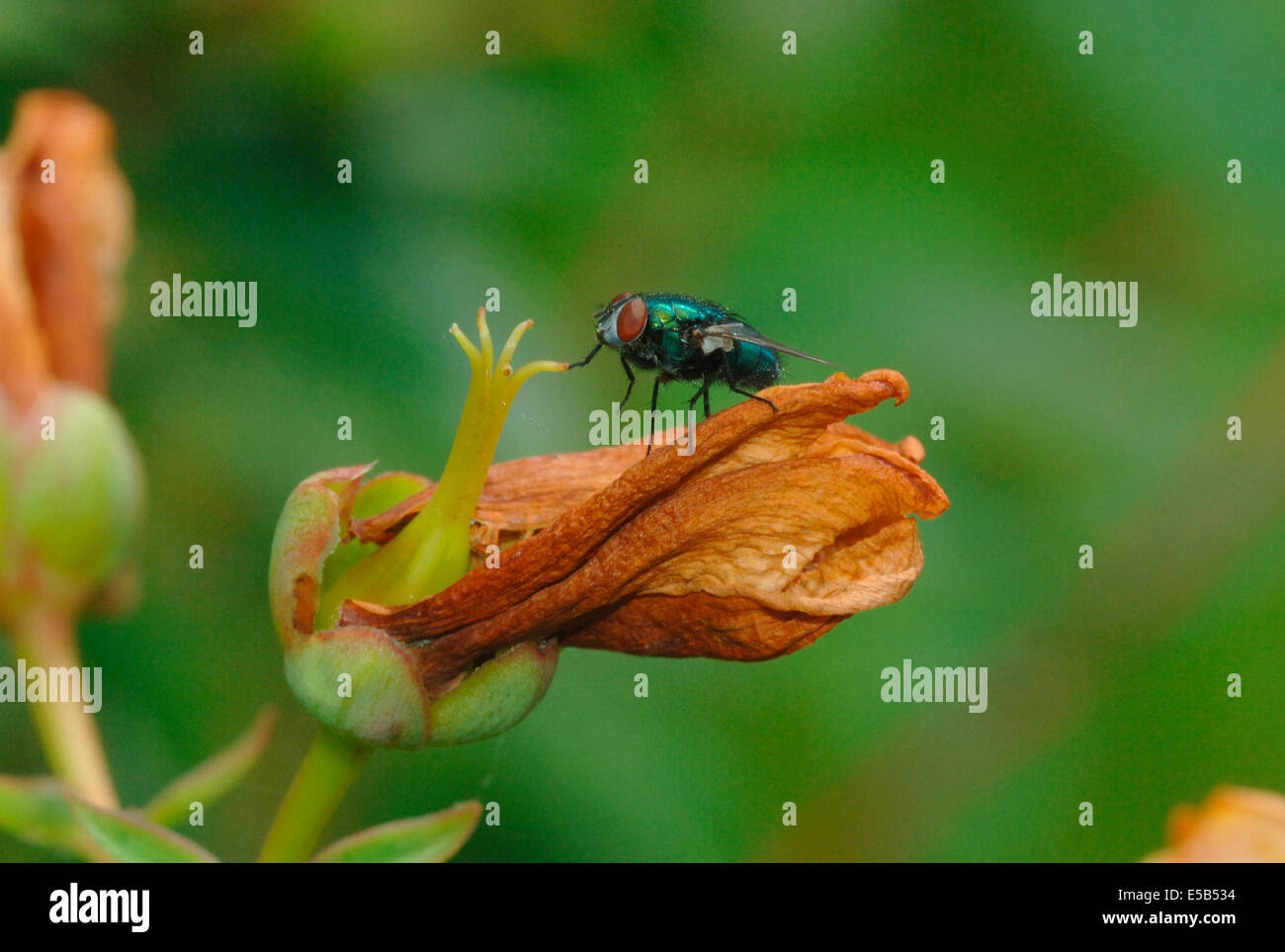 Greenbottle (Lucilia caesar) On Dead Hypericum Flower Stock Photo - Alamy