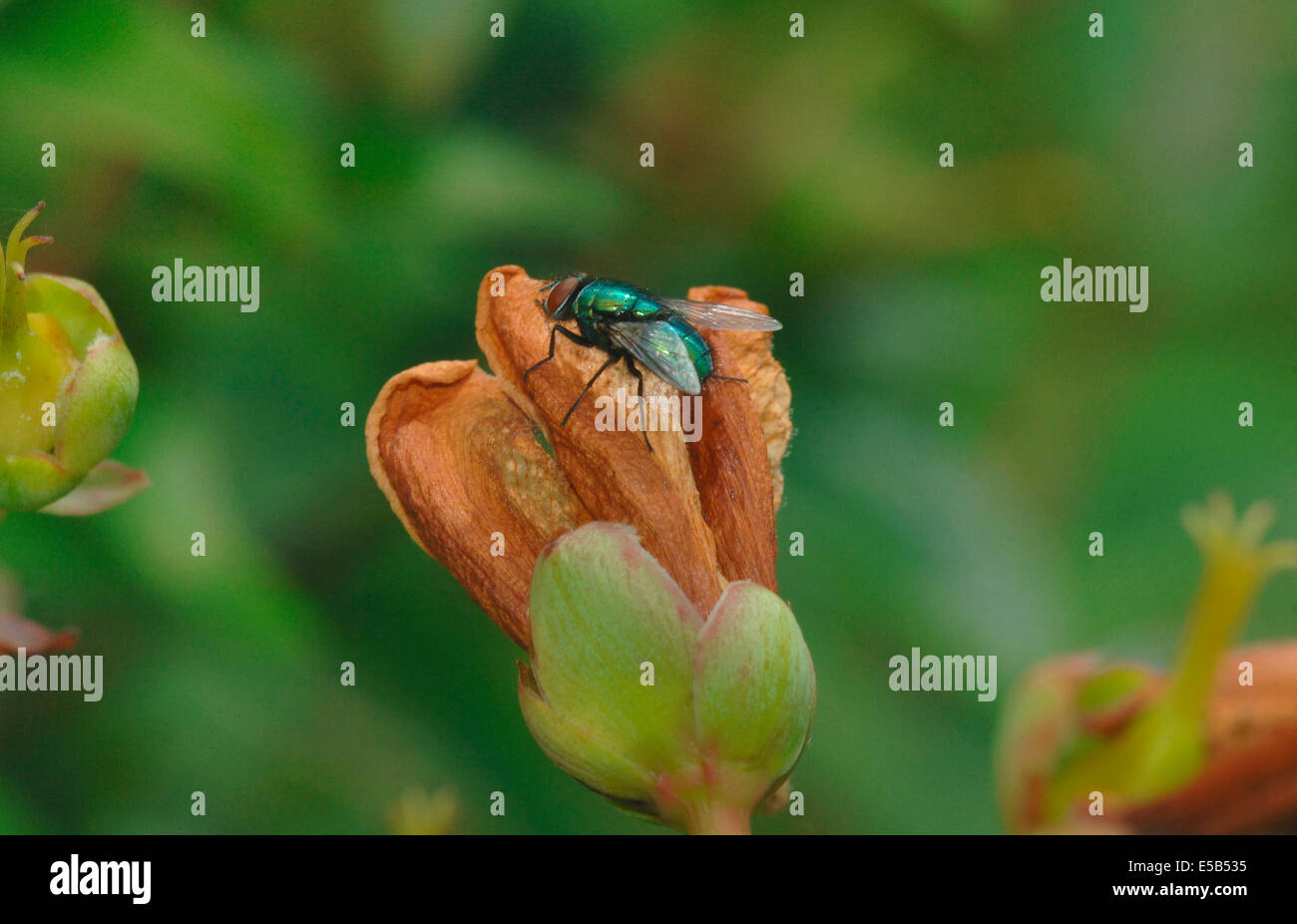 Greenbottle (Lucilia caesar) On Dead Hypericum Flower Stock Photo - Alamy
