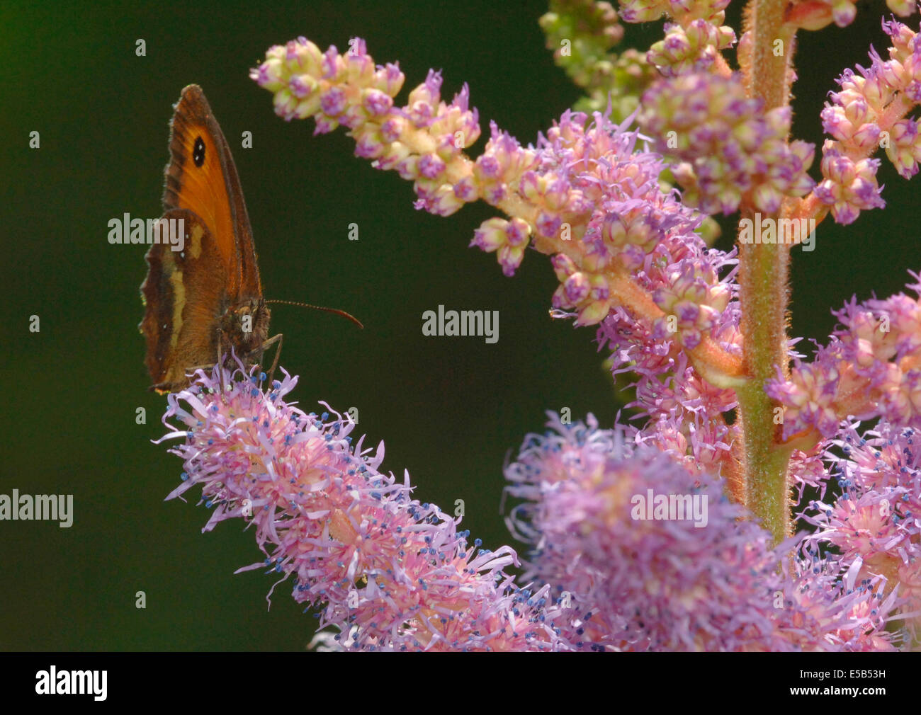 Pyronia Species High Resolution Stock Photography and Images - Alamy
