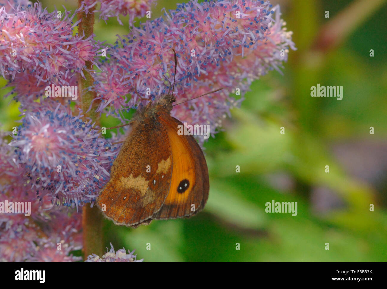 Pyronia Species High Resolution Stock Photography and Images - Alamy