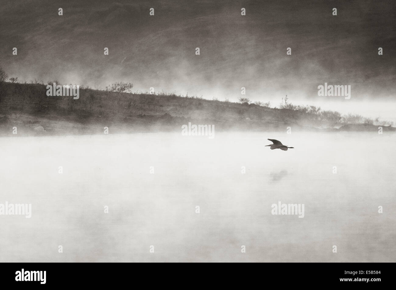 Wildlife fine art hi-res stock photography and images - Alamy