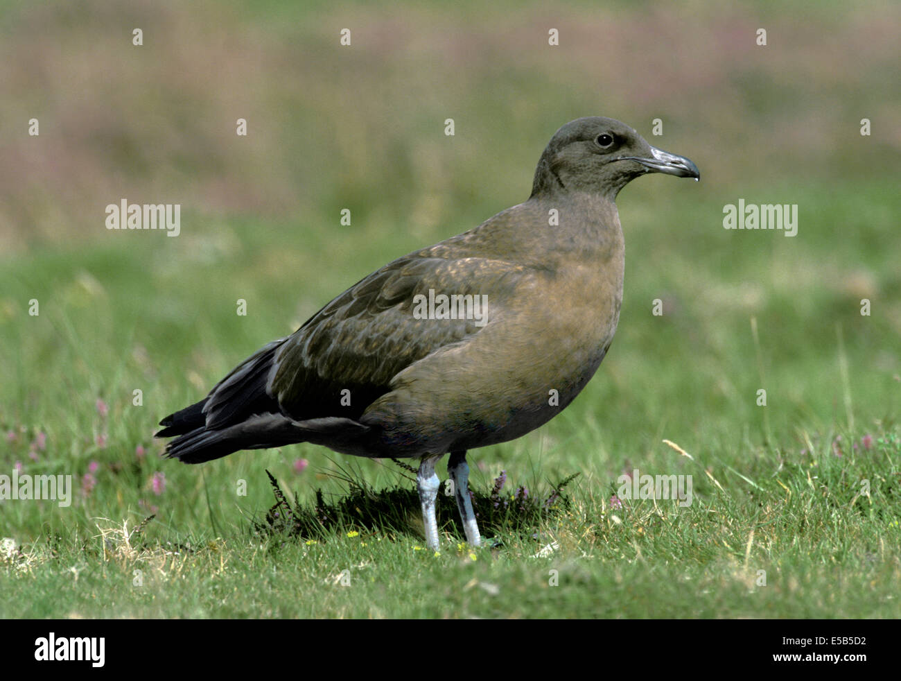 Great Skua Stercorarius skua L 48-52cm. Bulky seabird. Gull-like but ...