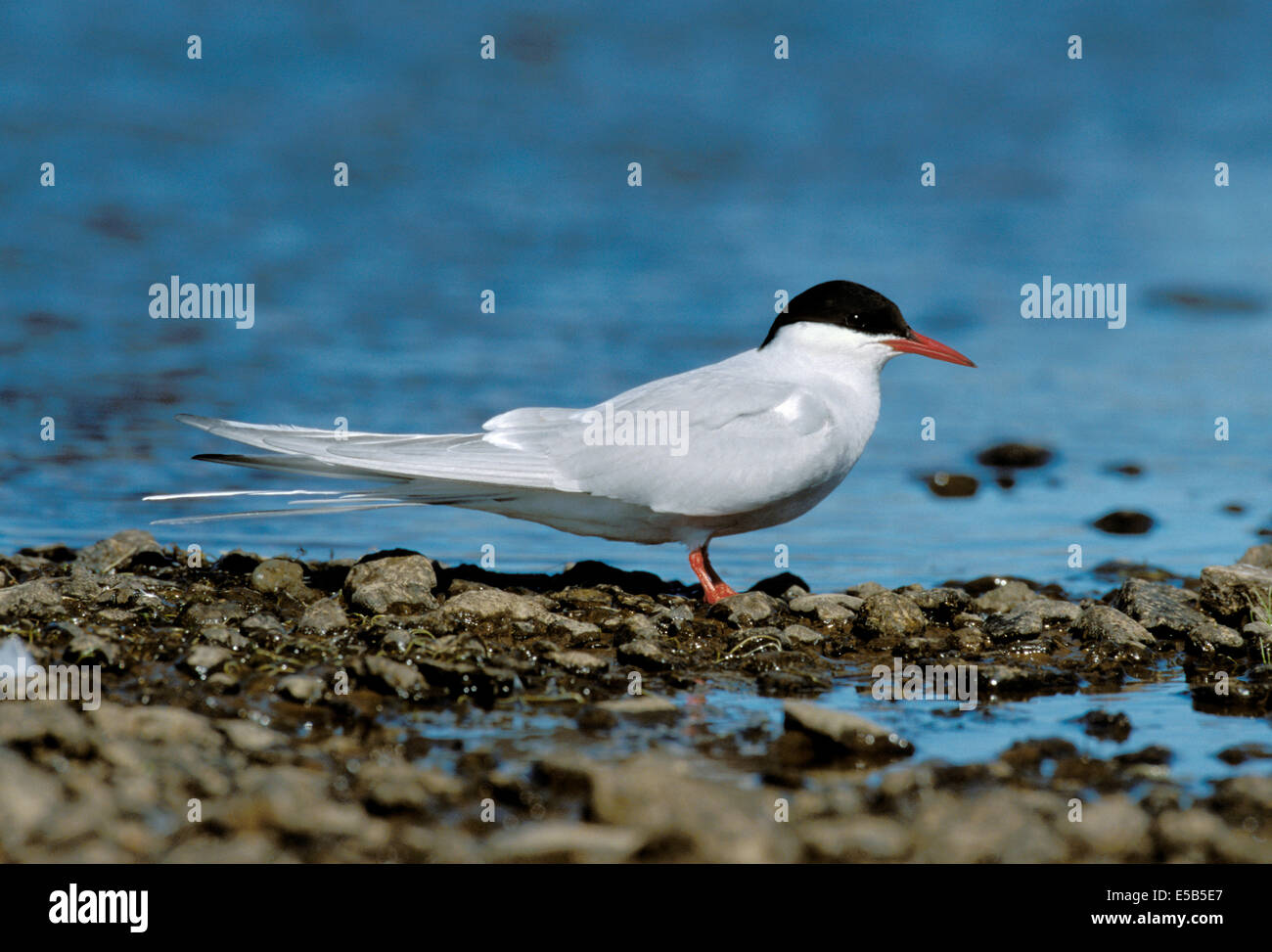 Arctic Tern Sterna paradisaea Stock Photo - Alamy