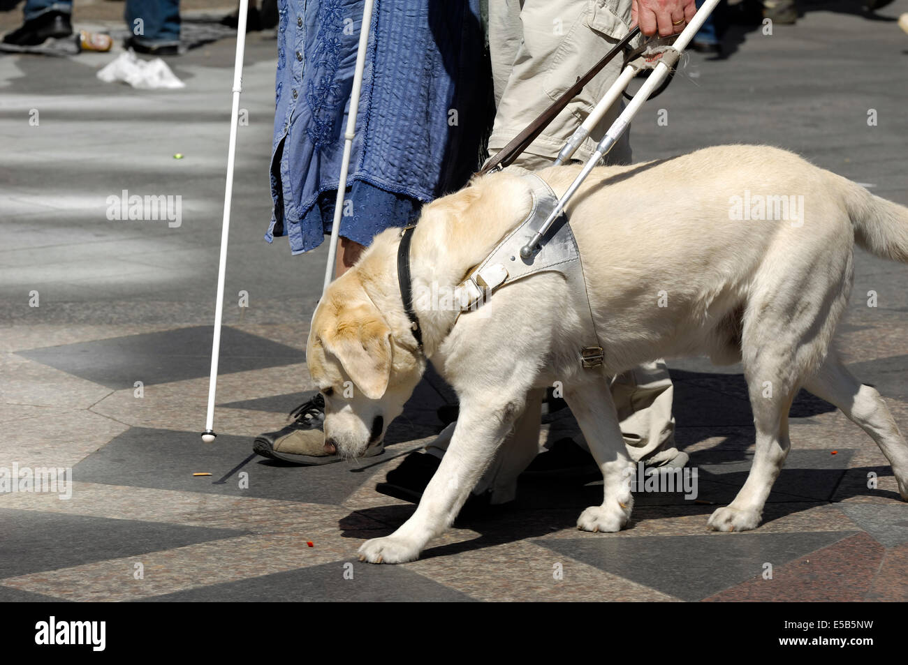 Guide dog is helping bilnd people Stock Photo - Alamy