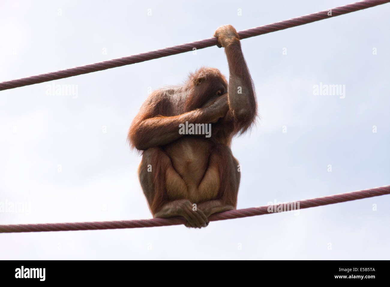 Orang utan zoo hi-res stock photography and images - Alamy