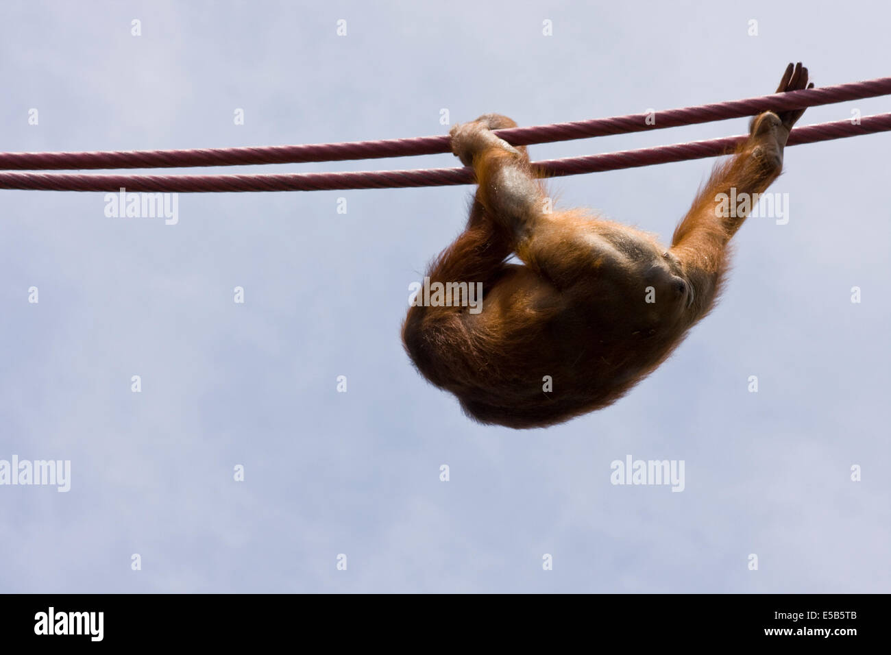 Orang utan zoo hi-res stock photography and images - Alamy