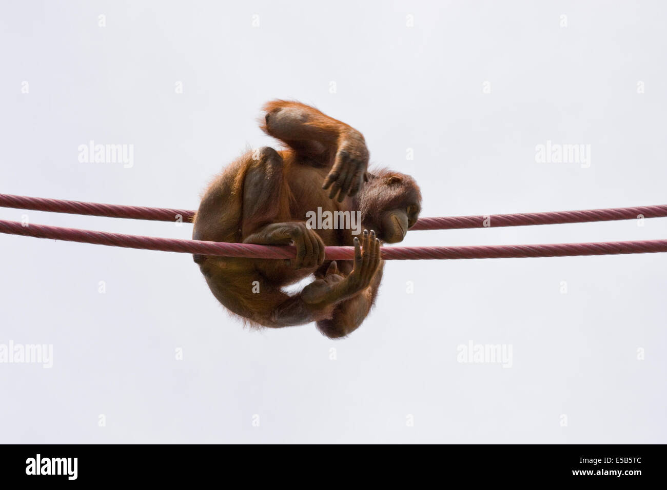 Orang-utan on overhead cables, Washington Zoo Stock Photo - Alamy