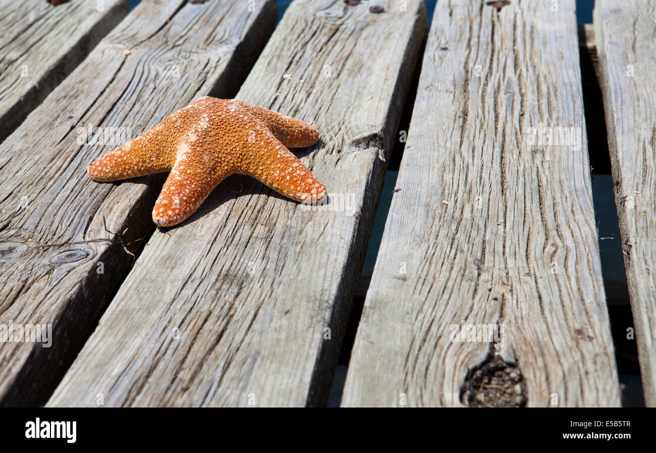 Single large starfish on old wooden bathing jetty Stock Photo - Alamy