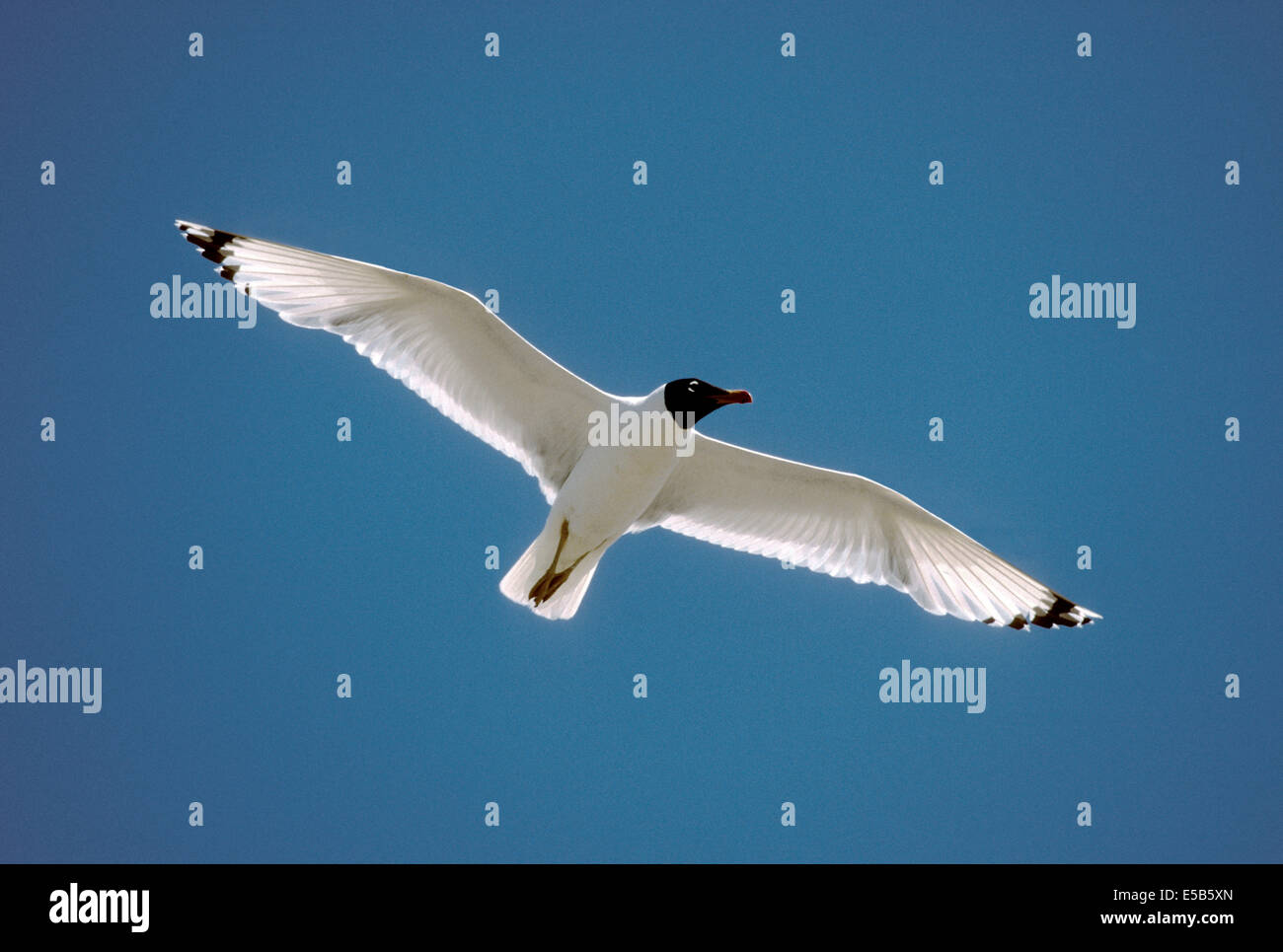 Pallas's Gull - Ichthyaetus ichthyaetus Stock Photo - Alamy
