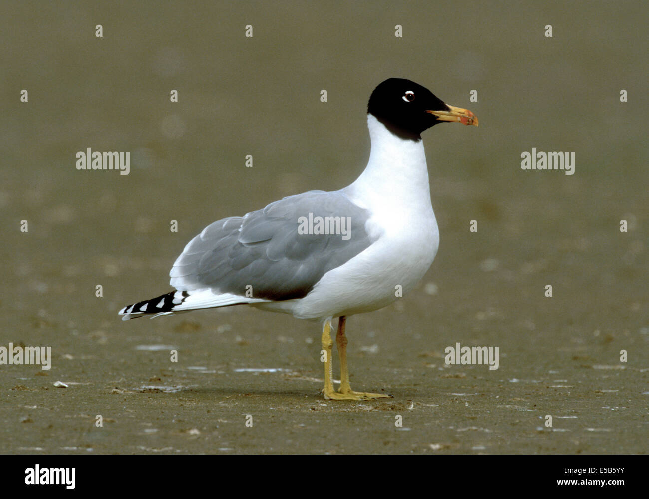 Pallas's Gull - Ichthyaetus ichthyaetus Stock Photo - Alamy