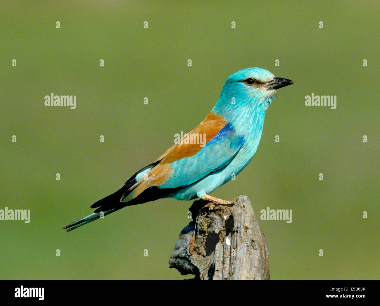 Roller Coracias garrulus Stock Photo - Alamy