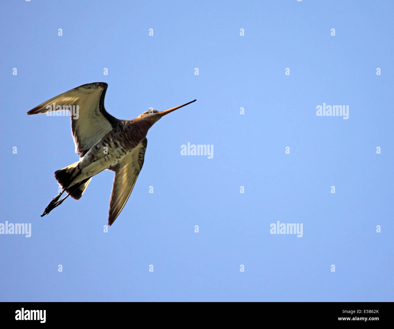Black tailed godwit in flight at breeding site in marshland in Poland ...