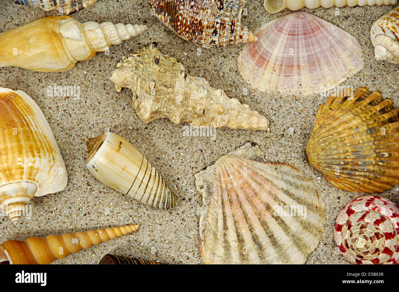 Collection with many different shells in the sand Stock Photo - Alamy