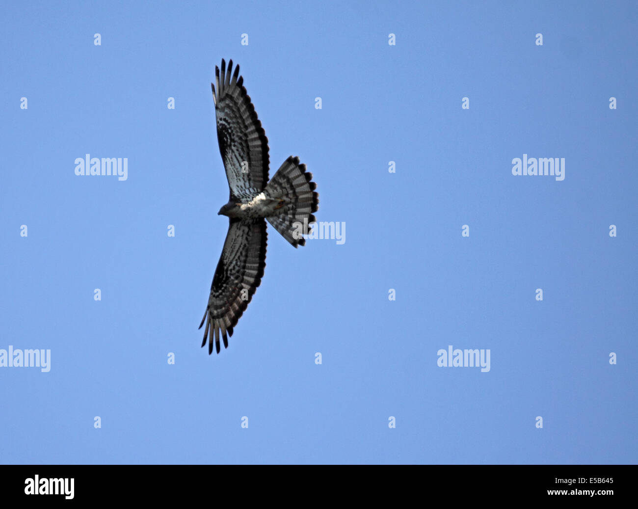 Honey buzzard in flight in Poland Stock Photo - Alamy