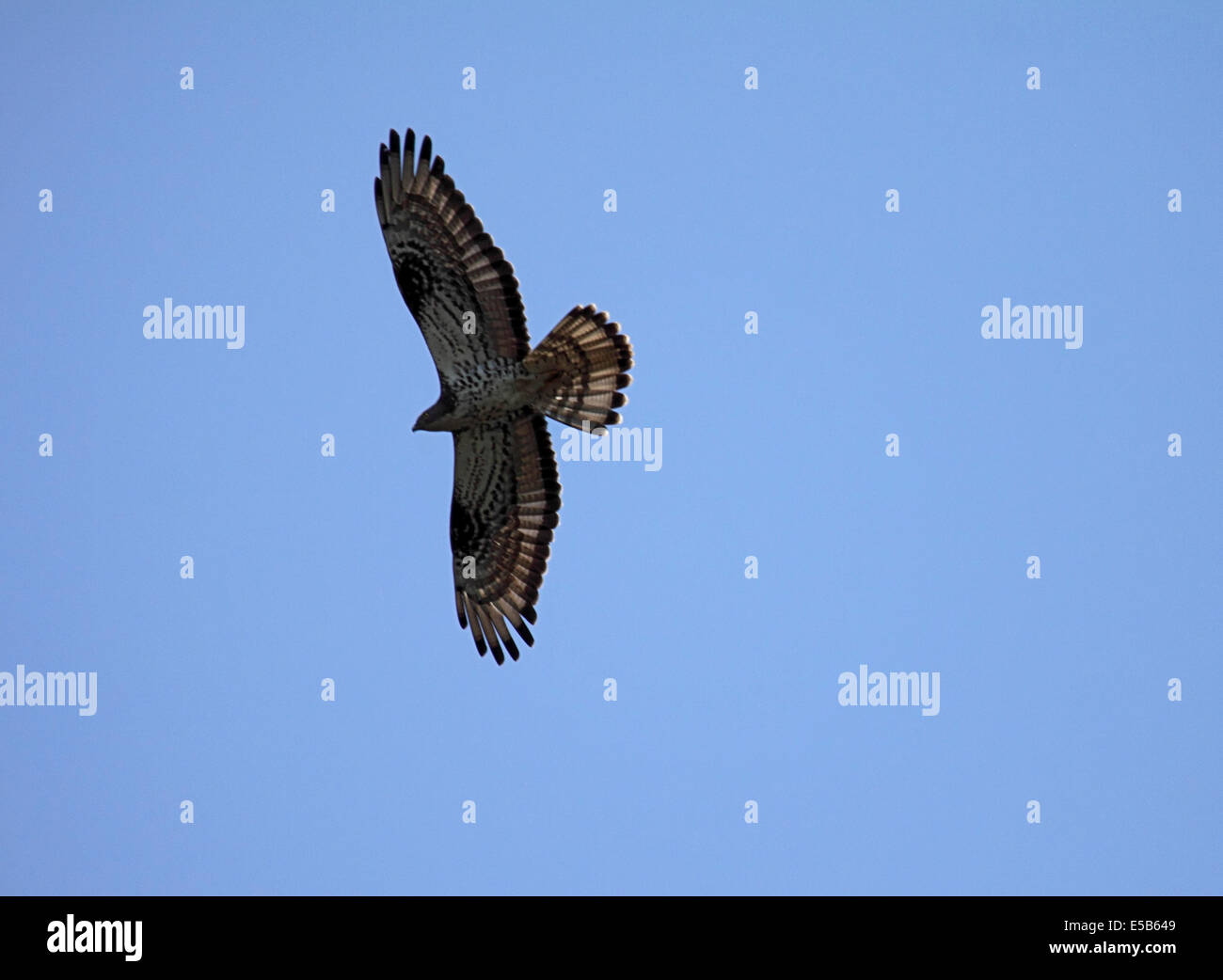Honey buzzard in flight in Poland Stock Photo - Alamy