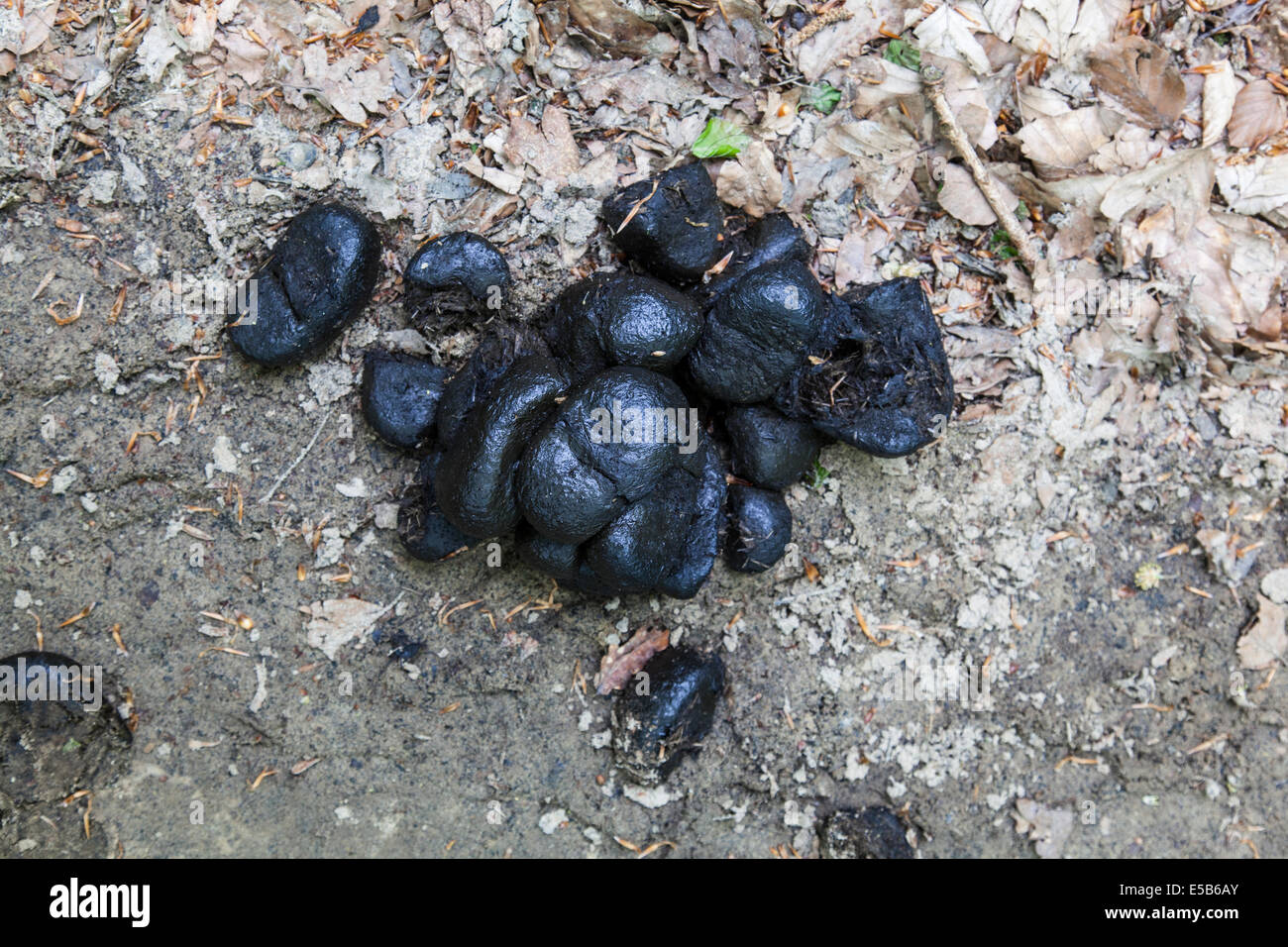 Animal droppings uk hi-res stock photography and images - Alamy