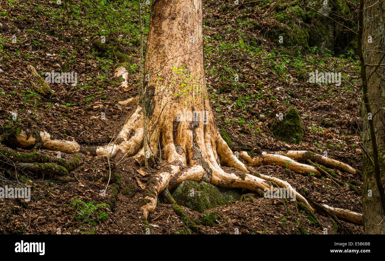 Root of an Old Tree in the Forest Stock Photo - Alamy