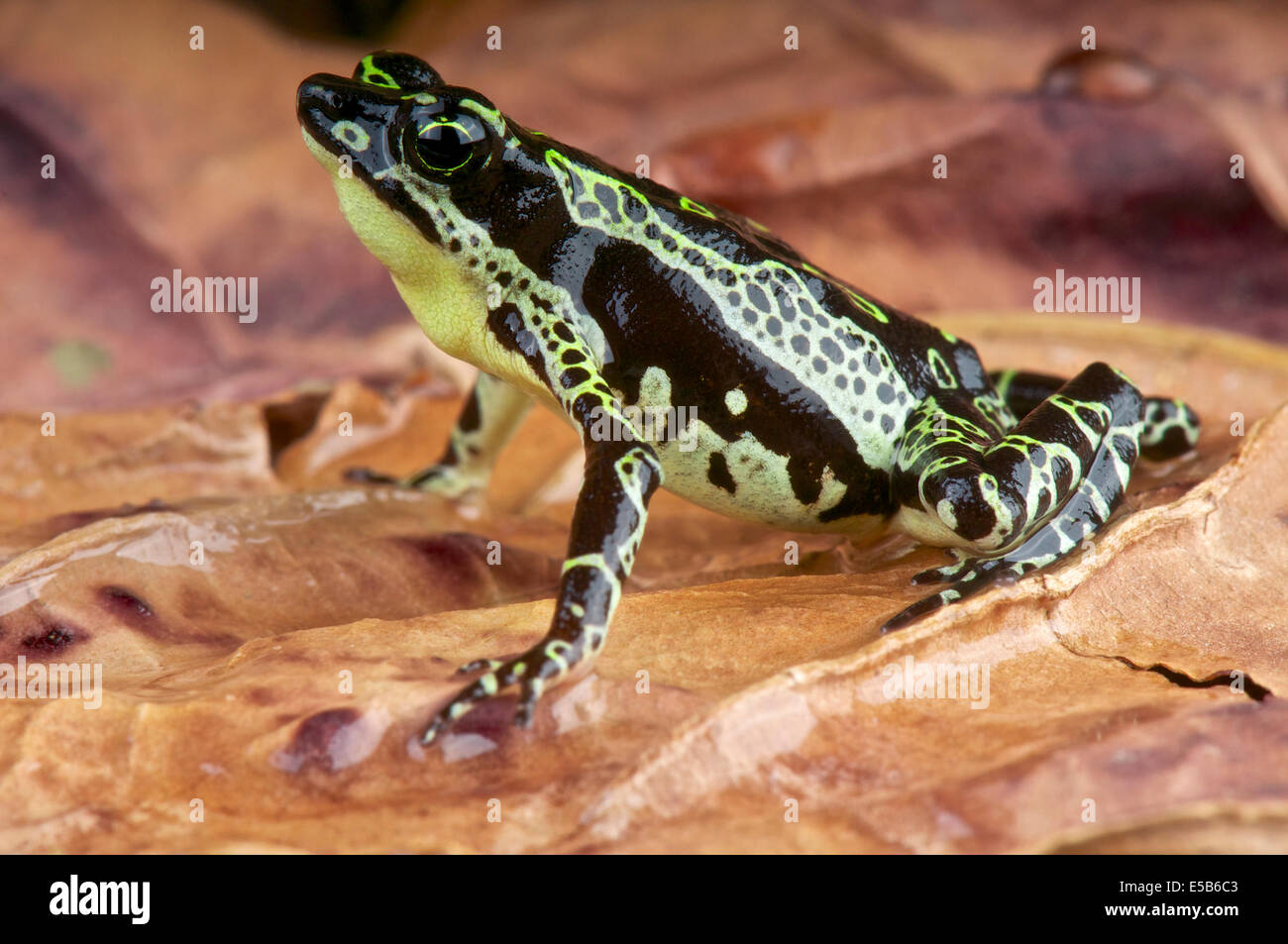 Atelopus hi-res stock photography and images - Alamy
