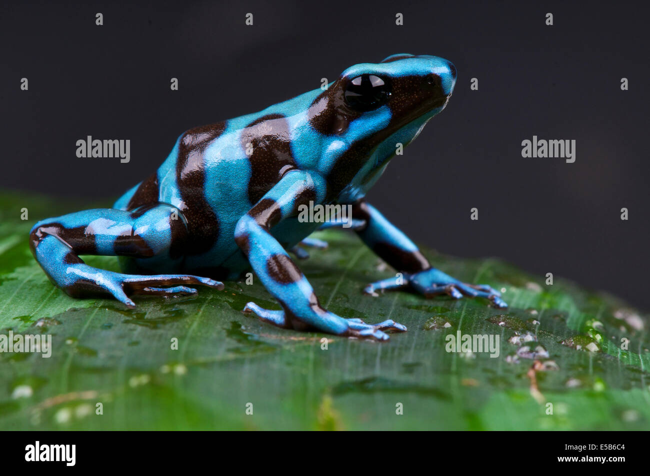 Poison frog / Dendrobates auratus Stock Photo - Alamy
