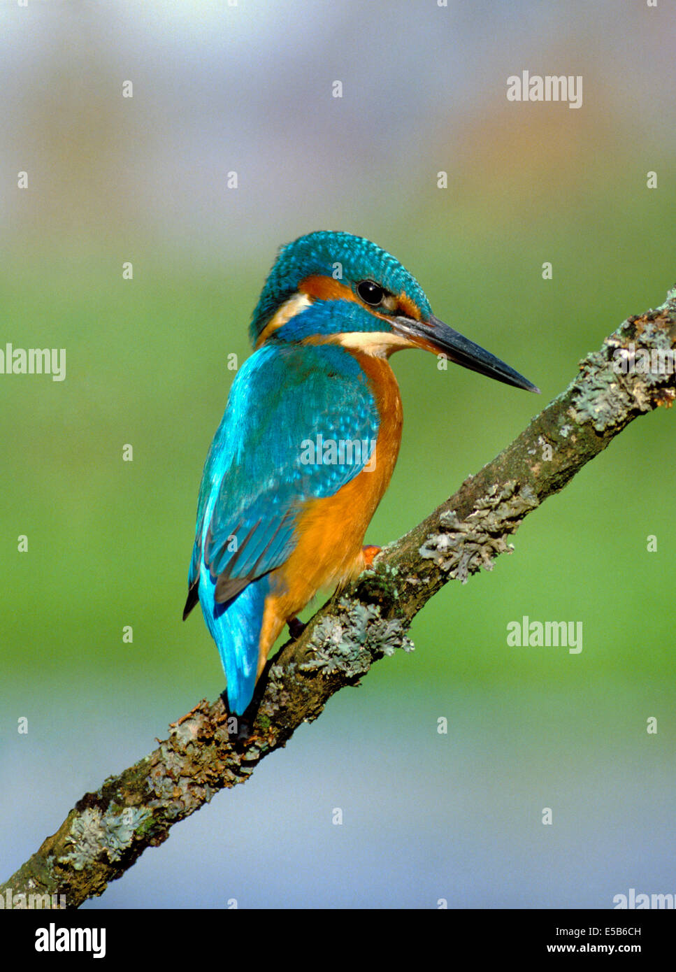 Kingfisher Alcedo atthis Stock Photo - Alamy