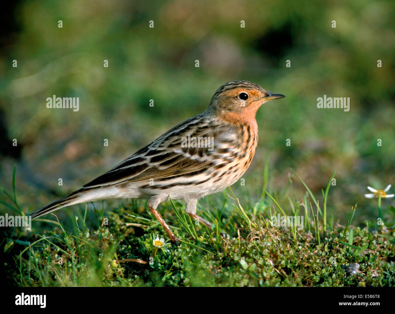 Red-throated Pipit Anthus cervinus Stock Photo - Alamy