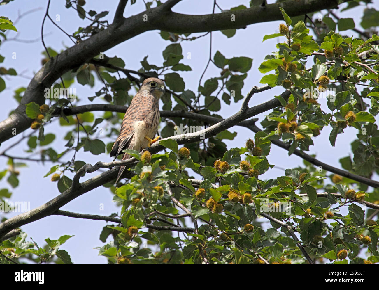 Kestrel fledgling after maiden flight in woodland in Northern England ...