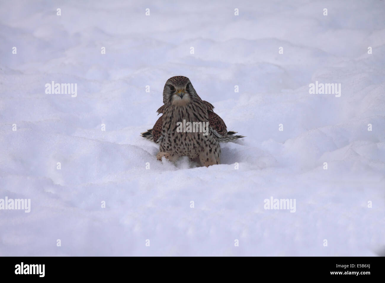 Kestrel landing in snow in woodland in Northern England Stock Photo - Alamy