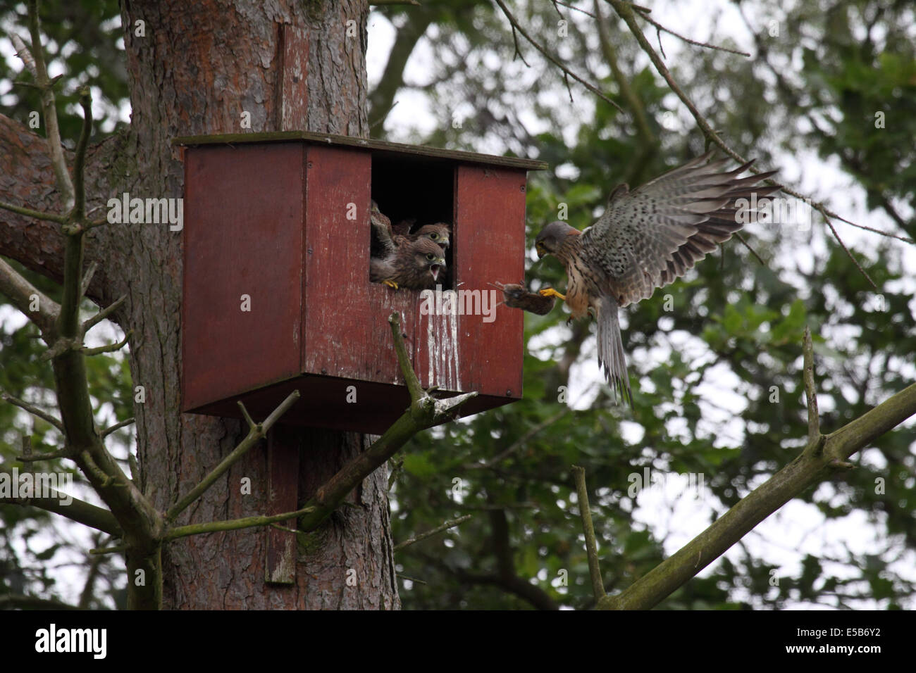 Kestrel nest box hi-res stock photography and images - Alamy