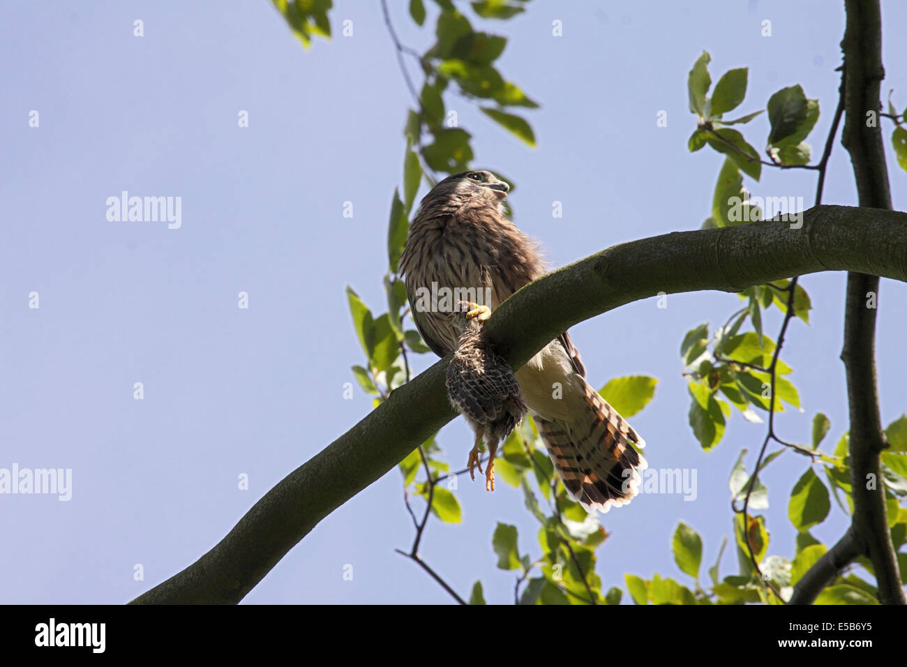 Kestrel fledgling with Grey partridge chick in woodland in Northern ...