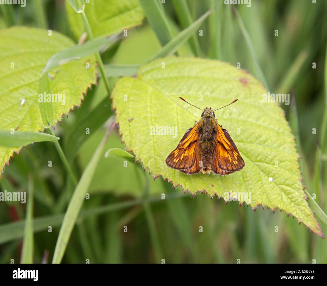 Large skipper butterfly resting on bramble leaf in woodland ride in ...