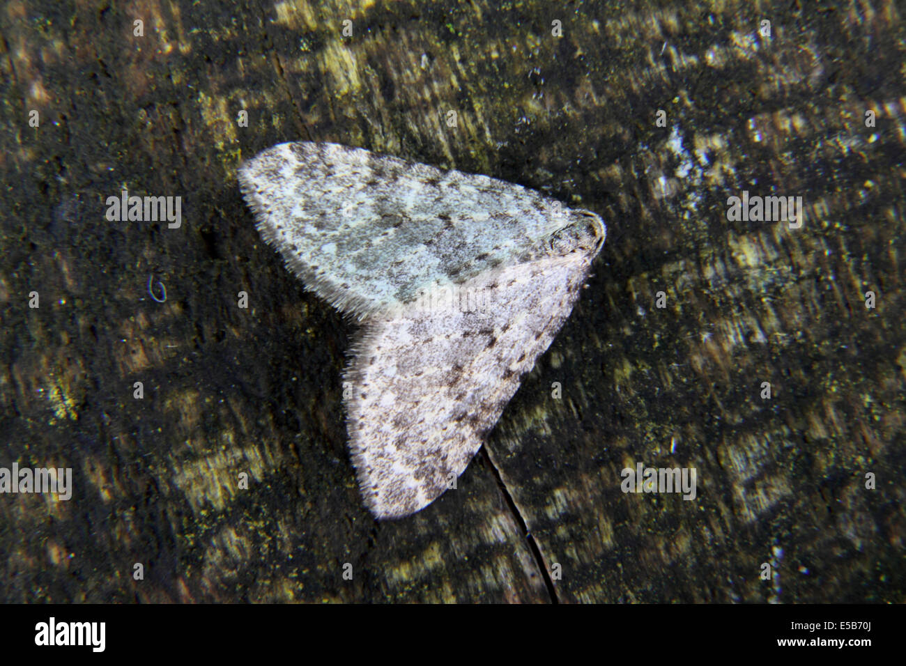 Mottled grey hi-res stock photography and images - Alamy