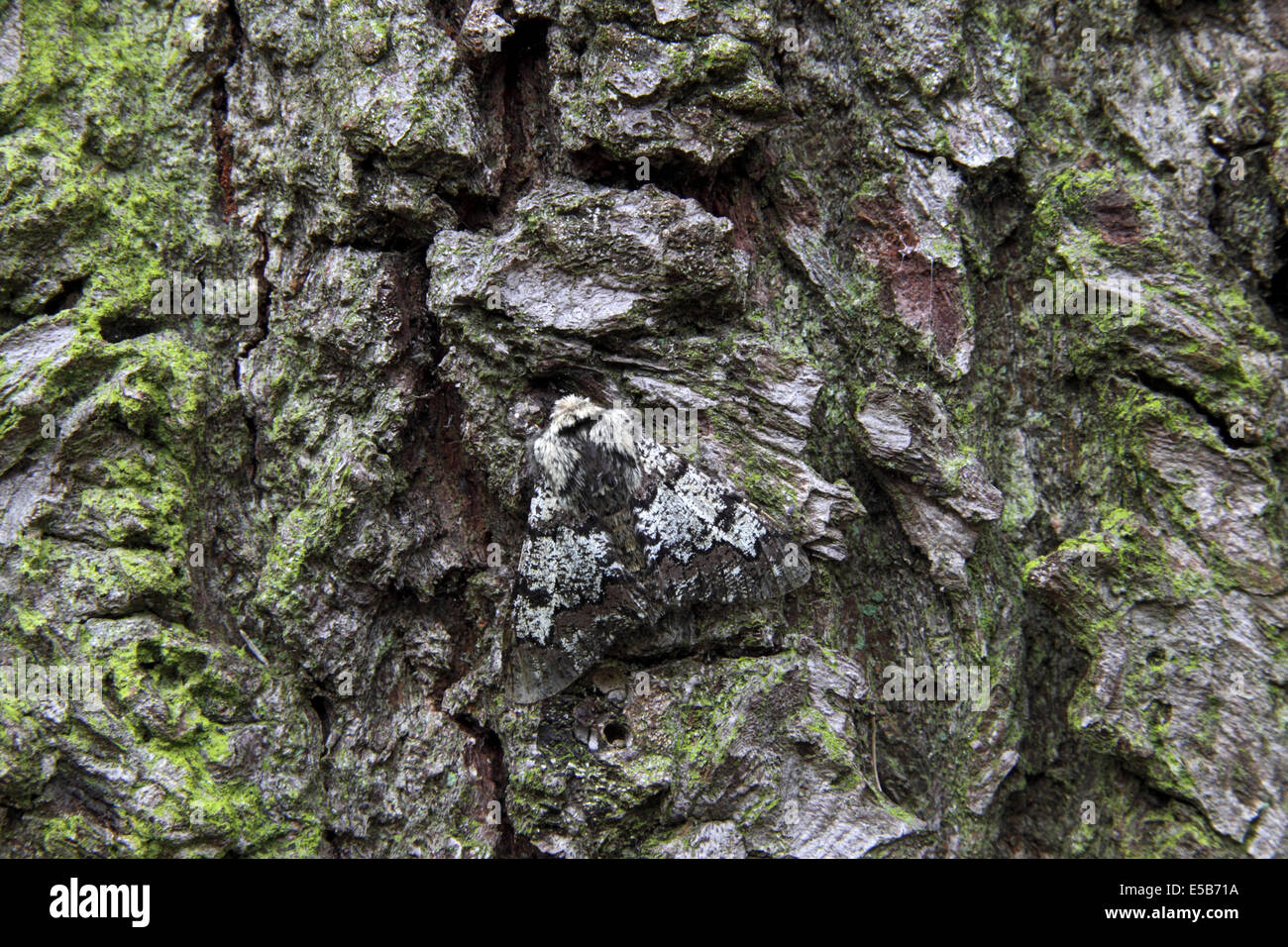 Oak beauty moth resting on bark of old oak tree in woodland in Northern ...