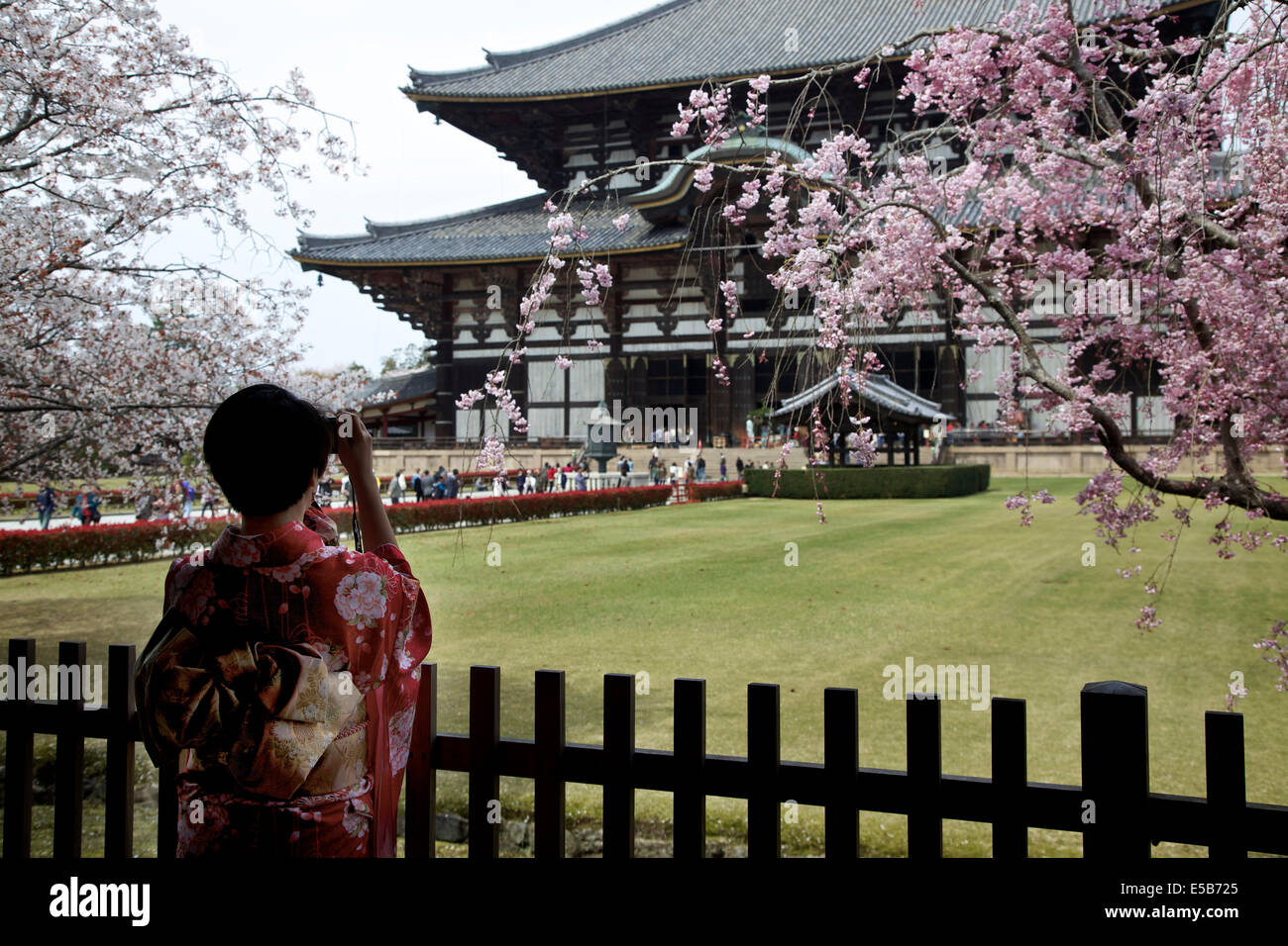 Japanese woman taking souvenir picture at Todai-ji temple, Nara-koen ...