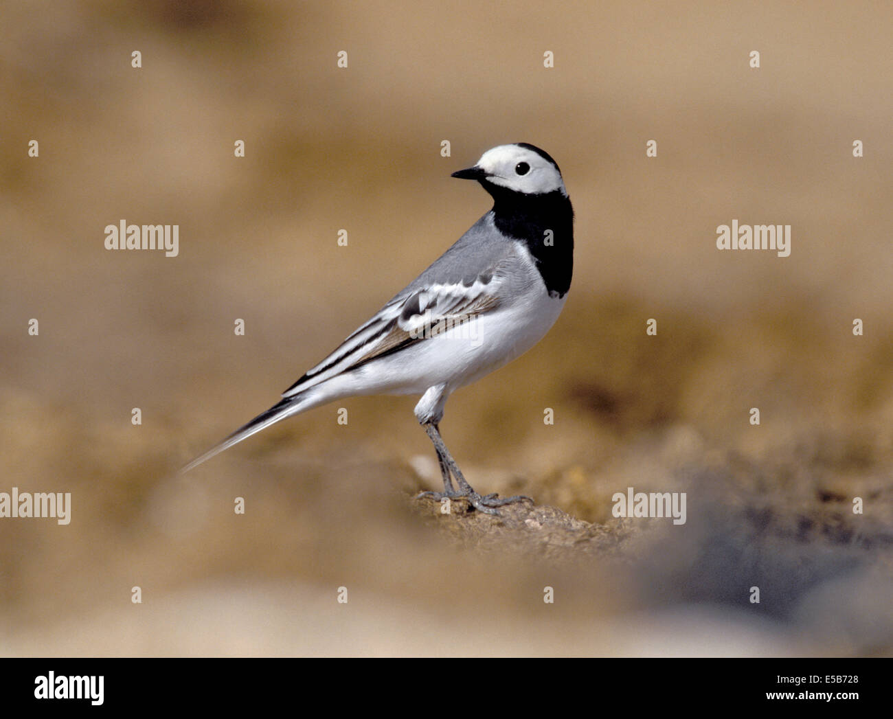 The White Wagtail Motacilla alba alba Stock Photo - Alamy