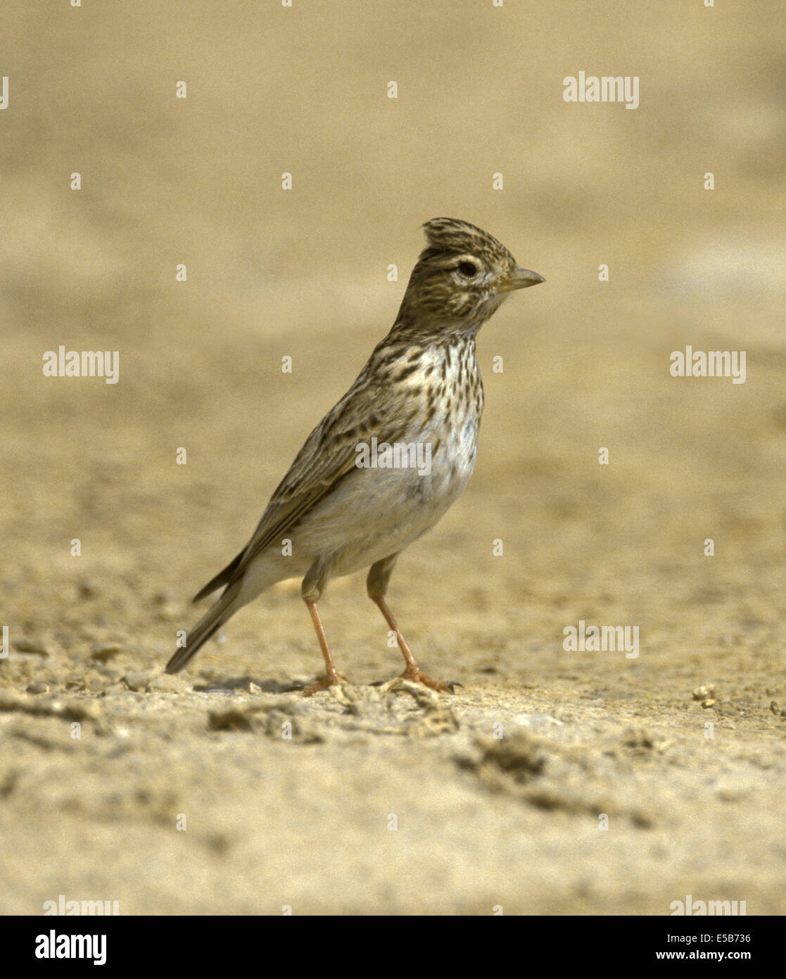 Lesser Short-toed Lark - Calandrella rufescens Stock Photo - Alamy