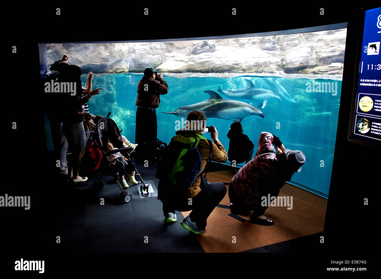 Crowd dolphin sea hi-res stock photography and images - Alamy