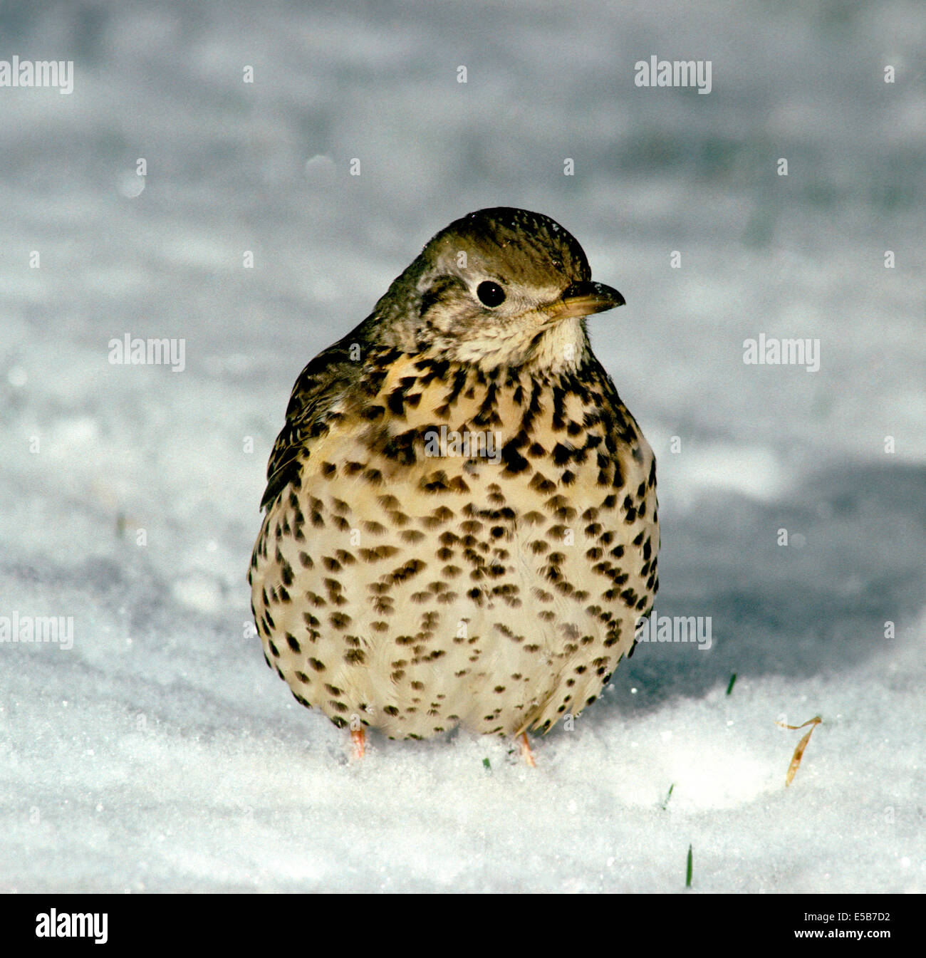 Mistle thrush hi-res stock photography and images - Alamy