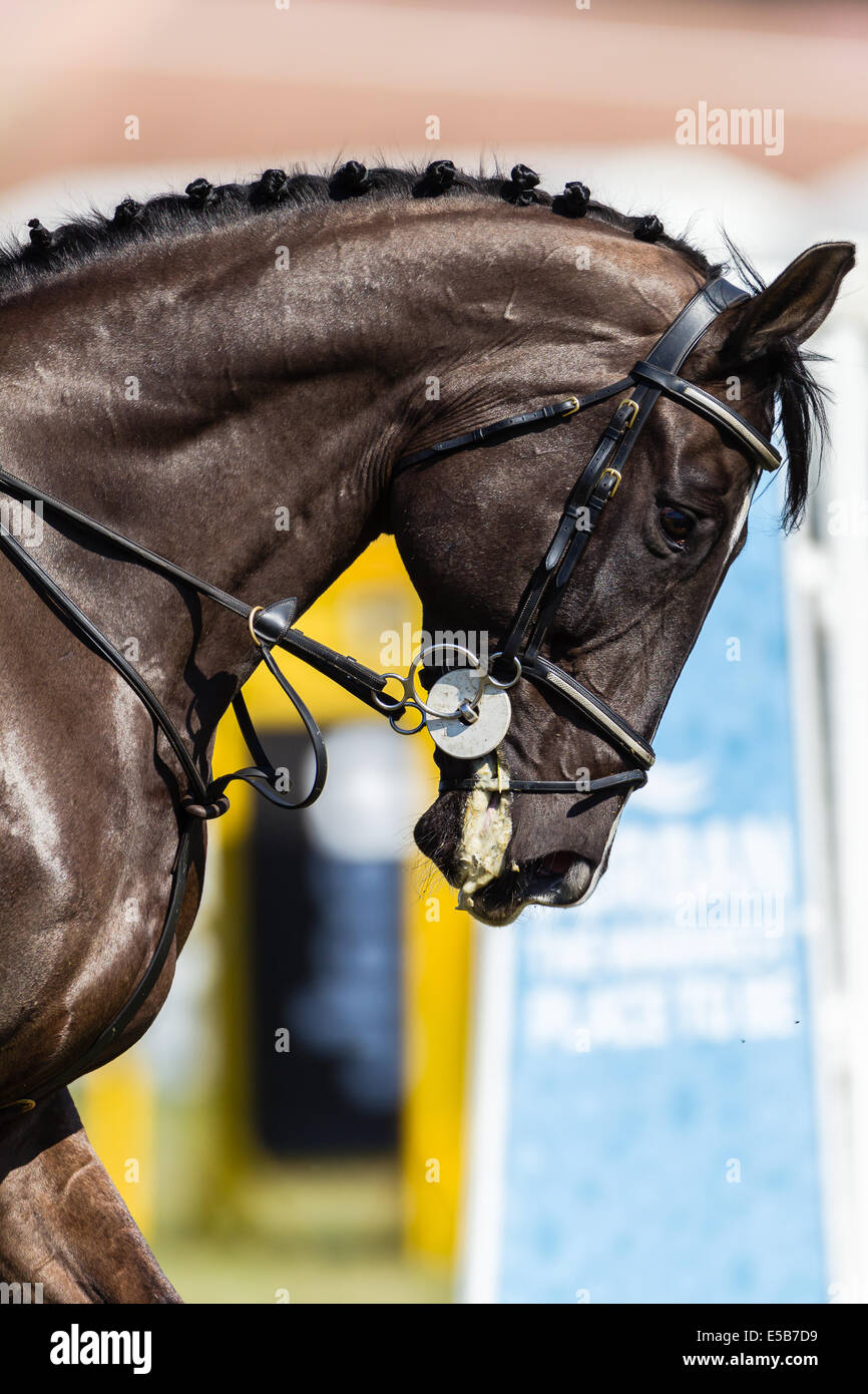 Mange horse hi-res stock photography and images - Alamy