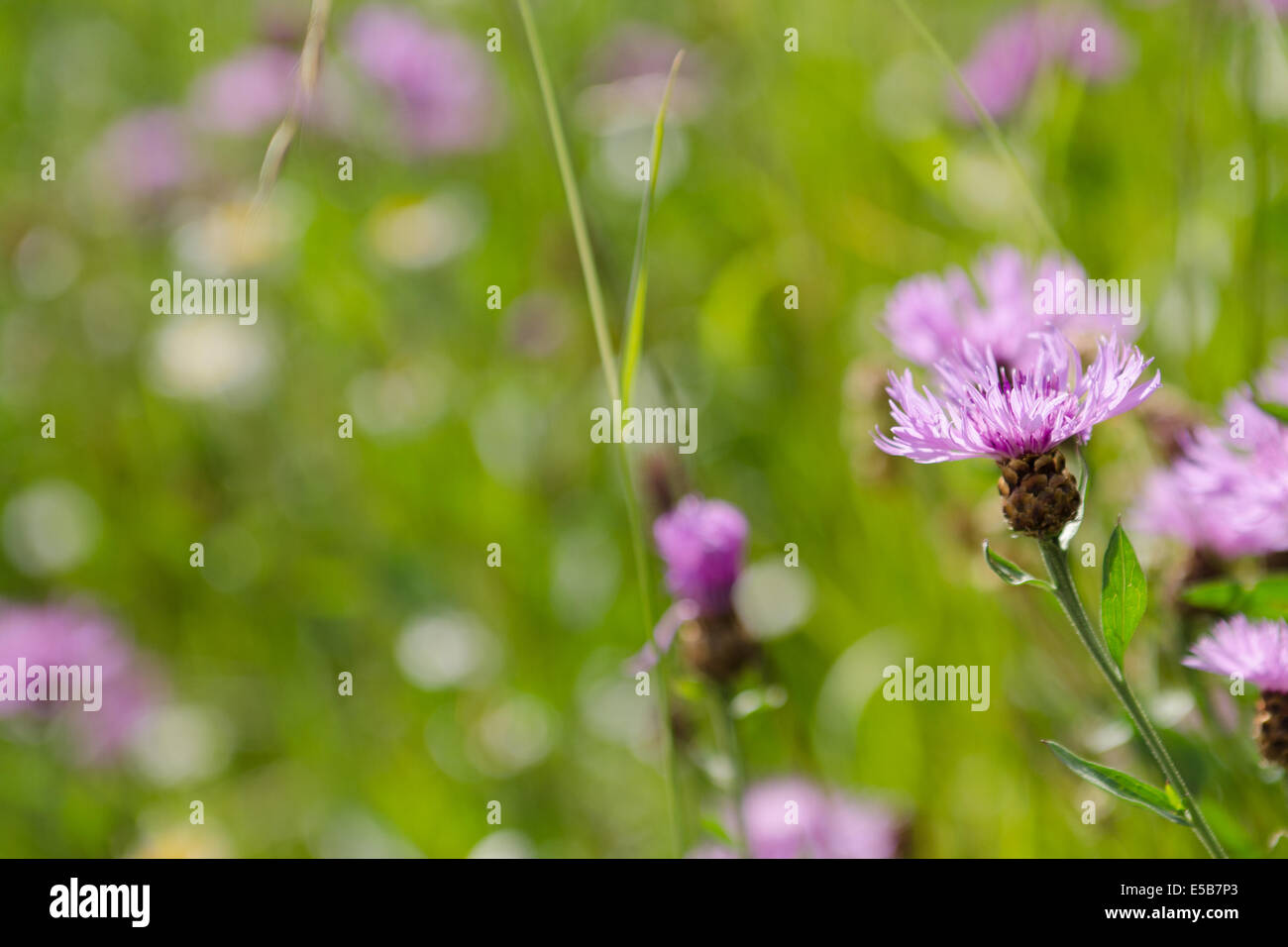 Purple flower of a Mountain cornflower (Centaurea jacea Stock Photo - Alamy