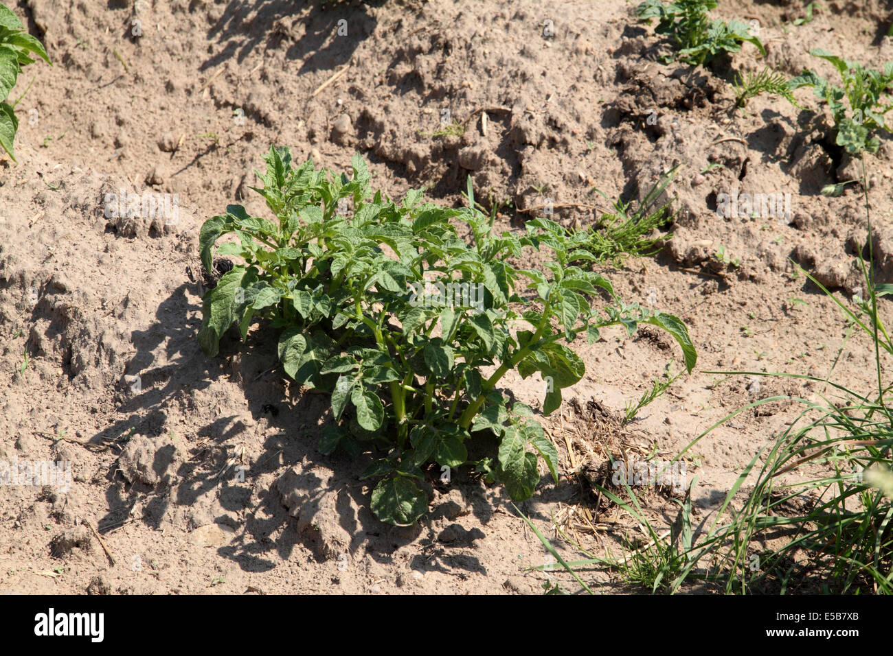 Polish agricultural scene potatoes growing in sandy soil Stock Photo ...