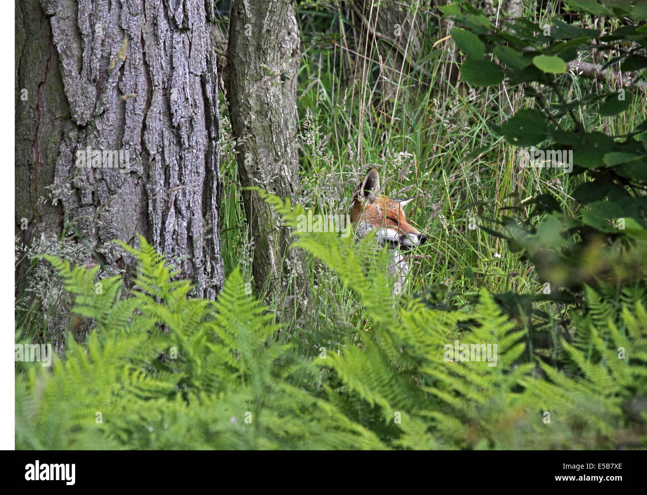 Current years Red fox cub lazing under pine tree in Woodland in ...