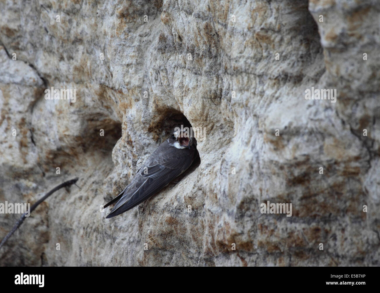 Sand martin at colonial nesting site on riverbank in Poland Stock Photo ...